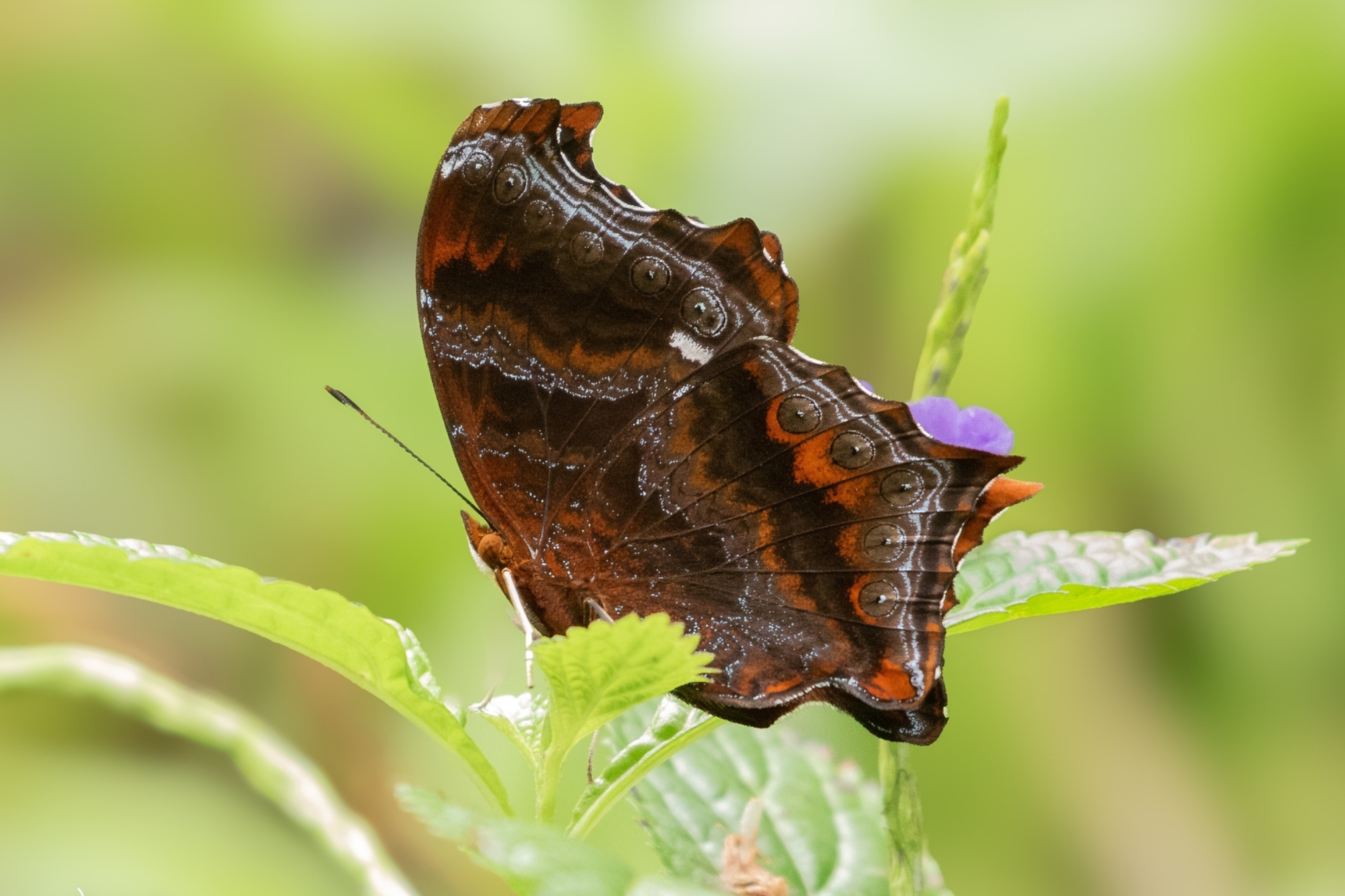 Vietnam Butterfly Tours | Next Continent: Wildlife, Photography, and ...
