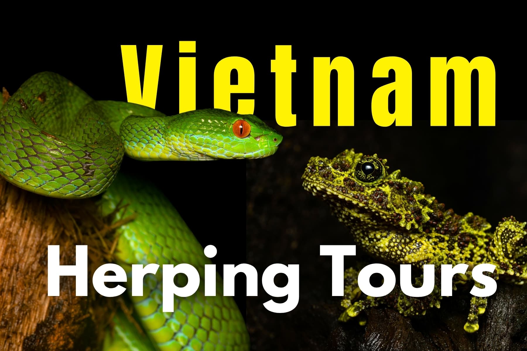 Vietnam Herping Tours