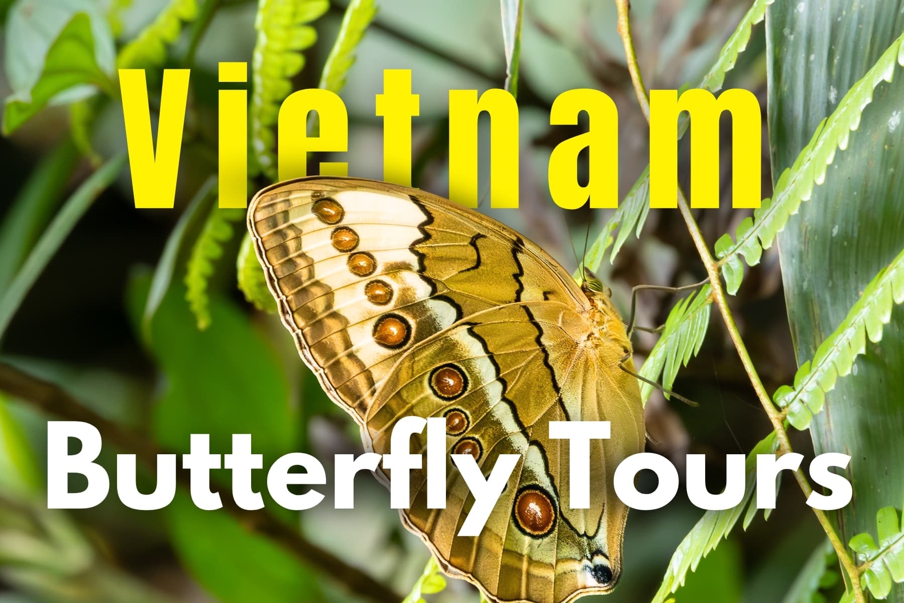 Vietnam Butterfly Tours